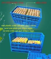 China Foldable 14 Egg Storage Box Stackable Plastic Kitchen Organizer Bin for Storing Eggs for sale