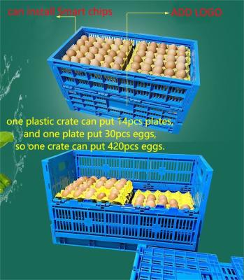 Cina Cassa d'uovo arancione versatile e elegante per conservare uova fresche in scatole di plastica per polli in vendita