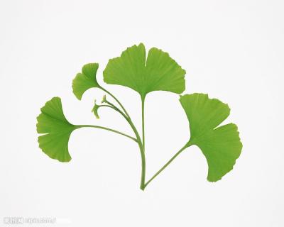 China GMP Supply Organic Ginkgo Biloba Leaf Extract /Ginkgo Biloba P.E. 24%/6% USP for sale
