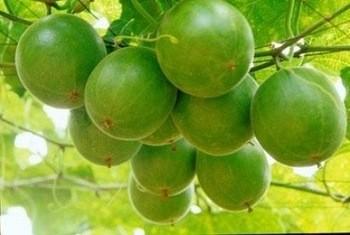 China Factory directly supply 100% Natural Sweetener Monk Fruit Extract/Mogroside V 50%/Luo han guo p.e. for sale