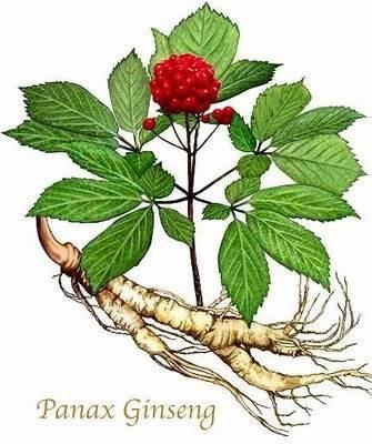 China Panax Ginseng Stem leaf Extract 80%UV total Ginsenosides for sale