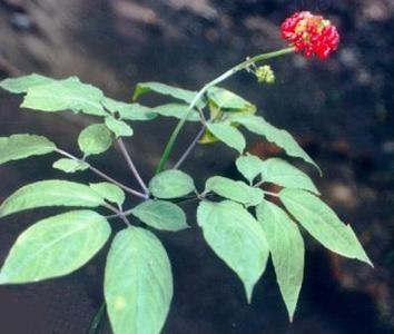 China China Changbai Mountain Ginseng stem leaf Extract 80% Panaxoside with high quality for sale