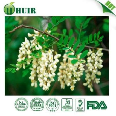 China Professional Manufacturer Sophara Japonica Extract Rutin 95% 98% for sale