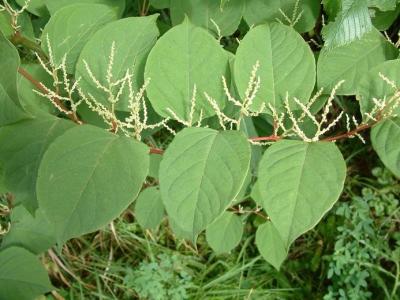 China resveratol supplier 50% 98% 99% resveratrol manufacturers for sale