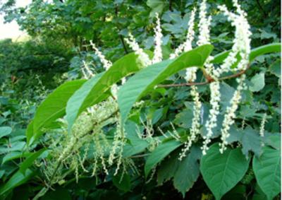 China Organic Knotweed Extract/100% Natural Polygonum Cuspidatum Extract/Pure Natural Resveratrol for sale