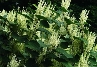 China China manufacturer 99% HPLC giant knotweed extract Resveratrol for sale