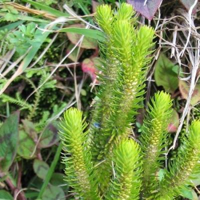 China 100% natural Lycopodium extract /Huperzia serrata extract powder /Huperzine /Huperzine A for sale