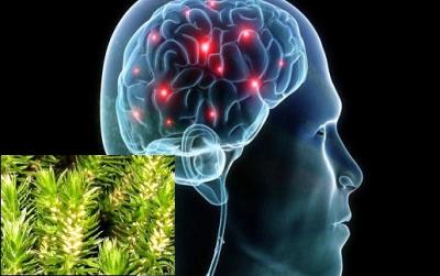 China Improving the cognitive function and inhibiting acetylcholinesterase strongly huperzia serrata extract for sale