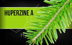China Huperzine A 1%~99% Huperzia Serrata Extract Powder for sale