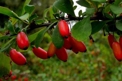 China High Quality plant extract Berberine hydrochloride 97% Berberine for sale