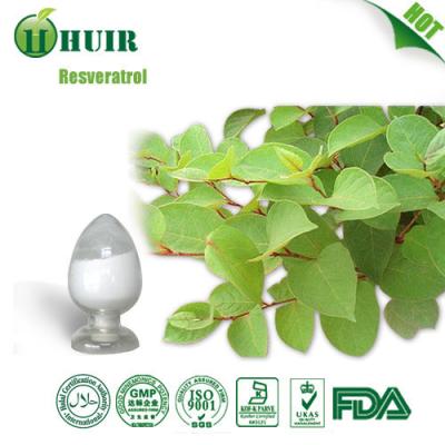 China 100% natural giant knotweed extract Trans Resveratrol 98% for sale
