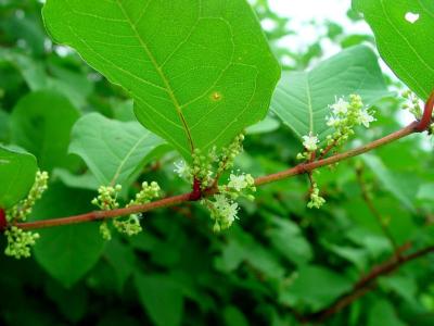 China Polygonum Cuspidatum Extract resveratrol,Trans Resveratrol, resveratrol 98% for sale