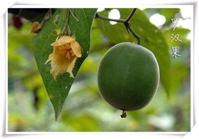 China Natural sweetener Luo Han Guo Extract Powder monk fruit powder 80% Mogrosides 20% Mogroside V for sale
