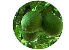 China Natural Sweetner Organic Mogroside V Luo Han Guo/Monk Fruit Extract for sale