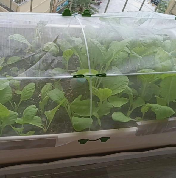 Quality PVC 40mesh Insect Mesh Net Non Toxicity For Greenhouse Protections for sale