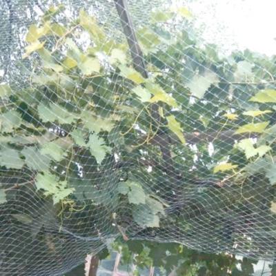China Agricultural Anti Bird Net Bird Proof Netting With UV Protection for sale