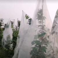 Quality HDPE Different Size Garden Netting 30-50 Mesh For Vegetables for sale