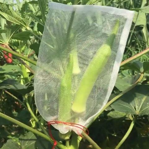 Quality Zucchini Plastic Mesh insect Netting Bags Anti Bug And Fly 3years Work Life for sale