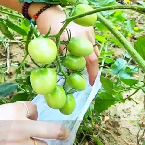 Quality White Plastic Mesh Produce Vegetable Protection Bags Breathable And Eco Friendly for sale