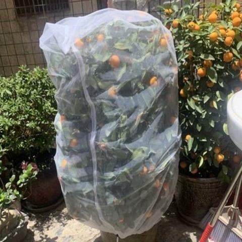 Quality 40x20cm Plastic Agricultural Insect Netting Bags For Fruits And Plant Protection for sale