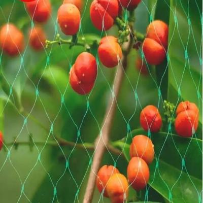 China Orchard Anti Bird Mesh Netting For Blueberry And Grape Protection for sale