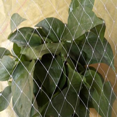 China Flowers And Fruit Anti Bird Net For Agriculture With UV Resistance for sale