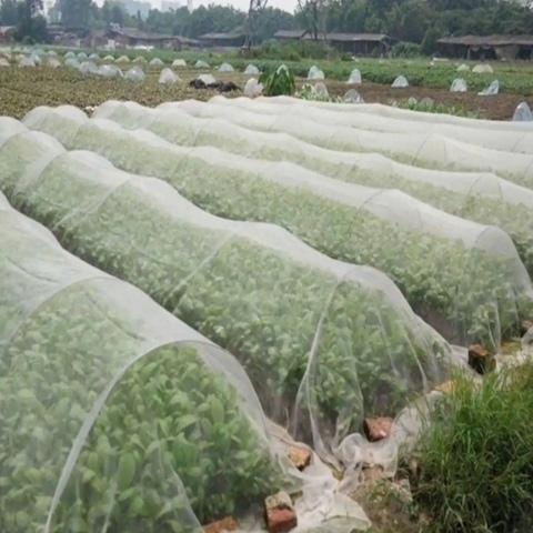Quality 3-5m  Insect Net Mesh 40 50 Mesh For Greenhouse Garden Insect Screen Mesh for sale