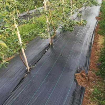 China PP Material Garden Weed Barrier Fabric With 90g/M2 for Vegetable for sale