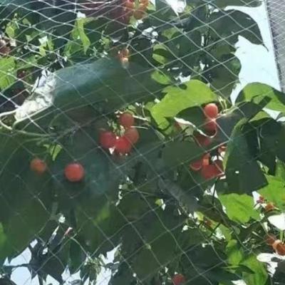 China Farm And Orchard Knotted Anti Bird Net With Customers Request for sale