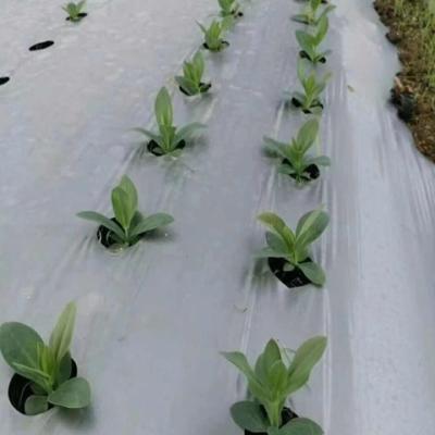China Multi Purpose Plastic Films For Agricultural Applications Greenhouse Mulching And Crop Protection for sale