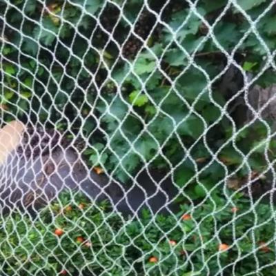 China With Knot HDPE  Anti Bird Netting Bird Catching For Fruit Trees for sale