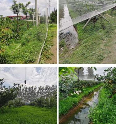 China UV Resistant Anti Bird Net for Fruit Trees Vineyards Bird Proof Crop for sale