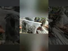 light weight anti bird netting for garden easy to install for grapes