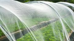 Agriculture products: Bird net, insect net, Garden net