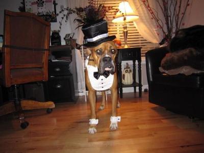 China Van het de Smokingkostuum van douanehalloween Doggie de kleding van de de uitrustingshond Te koop
