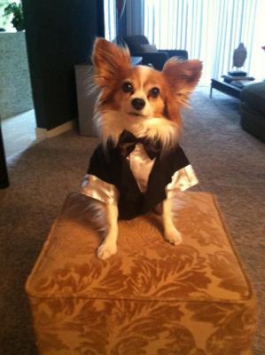 China De comfortabele van de de smokingbruidegom van het Huwelijkshuisdier kleren van het de hondkostuum voor kleine hond Te koop