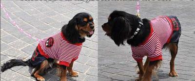 Cina Abbastanza piccolo/piccolo cane della razza copre i pigiami del cotone per la chihuahua in vendita