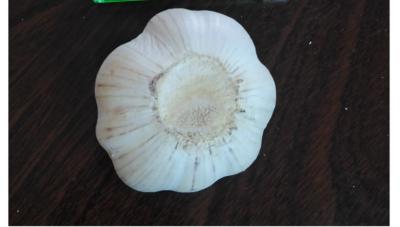 China Fresh Normal White Garlic Price for sale