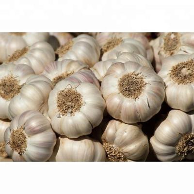 China White Garlic In Brine for sale