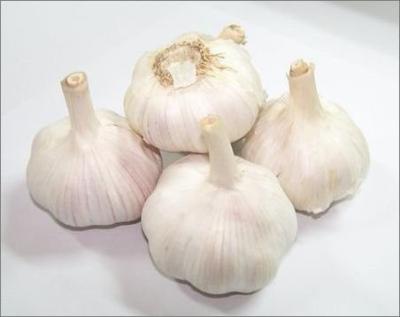 China Pure White Garlic for sale
