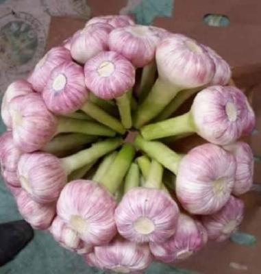 China Garlic Fresh Vegetables Red Garlic for sale