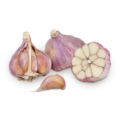 China Cold Storage Fresh Red Garlic for sale