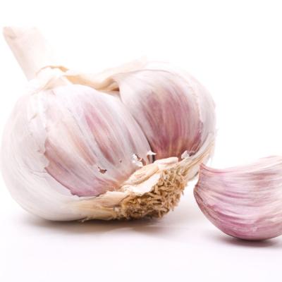China Normal Purple Garlic Price For Export for sale