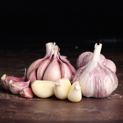 China New Crop Fresh Garlic Purple Skin for sale