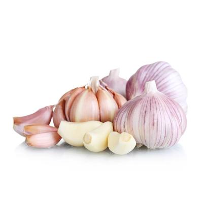 China New Crop Purple Garlic for sale