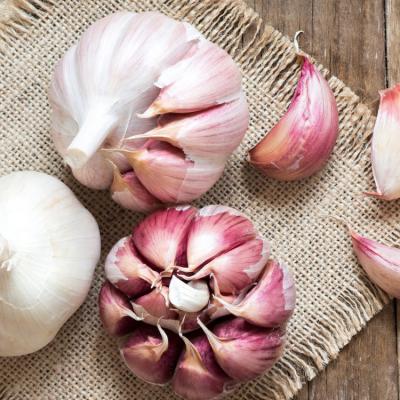 China Fresh Cold Storage Purple Garlic for sale