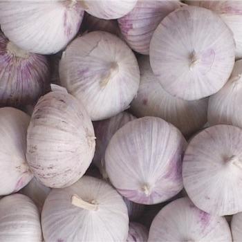 China Fresh Garlic Single Clove for sale