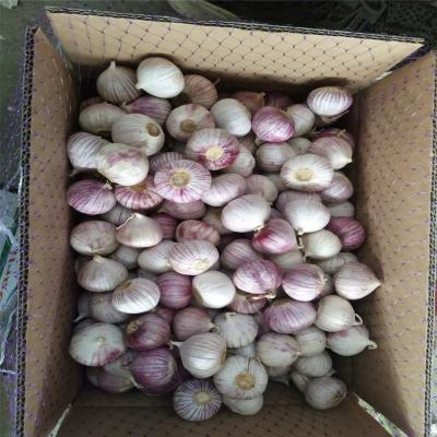 China China Factory Single Clove Garlic Price for sale