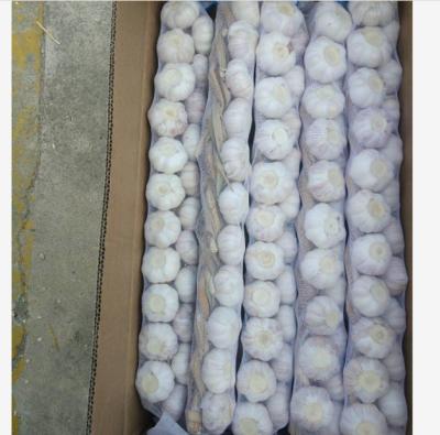 China Premium Quality Fresh Garlic Braids Hot Sale for sale