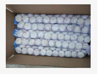 China Fresh Garlic Packaging Single Clove Garlic Braids for sale